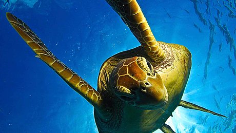 2 Day/ 1 Night Snorkeling Trip - MV Kangaroo Explorer by Cairns Dive ...